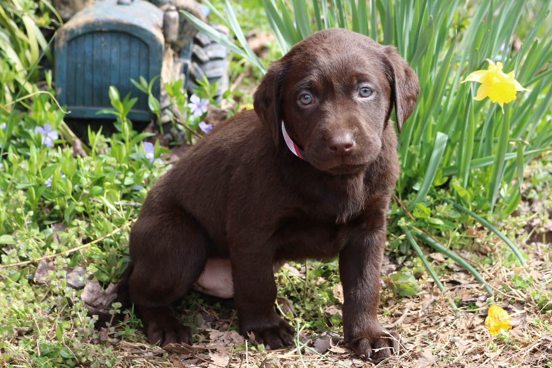 Shimmering Silver Labradors, Raising and breeding AKC Silver Labradors ...