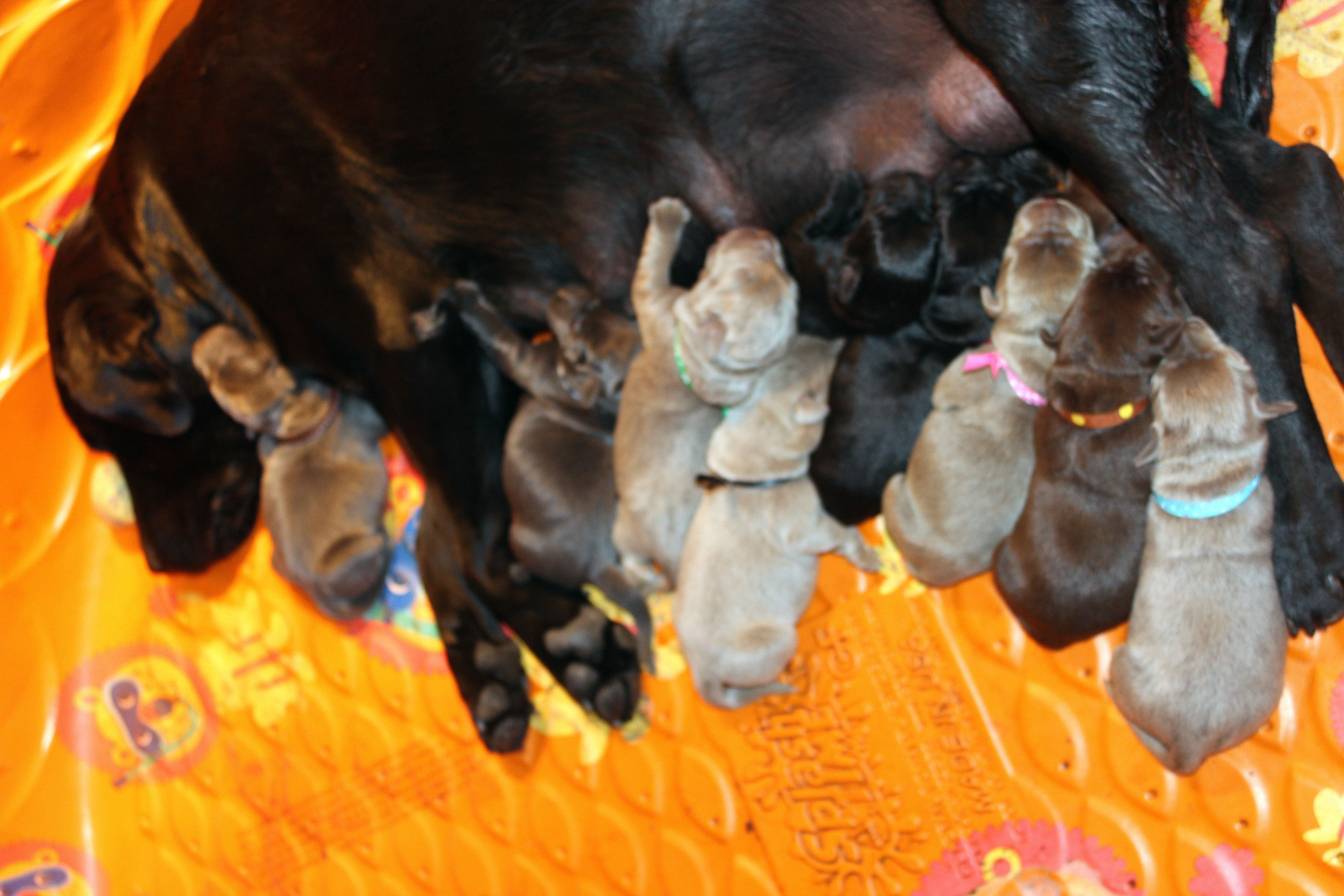 Shimmering Silver Labradors include, Silver Shadrick King of Dale ...